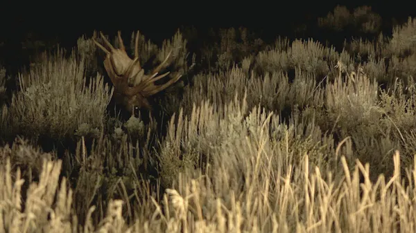 Becoming Animal | Cineville