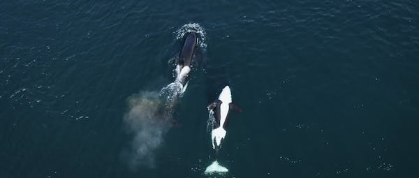 Coextinction | Cineville